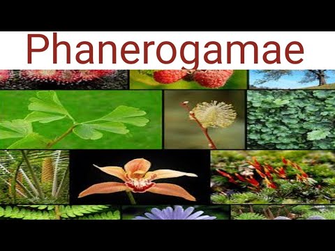 Phanerogamae @biologywalesir #phanerogamae #plants #gymnosperms # ...