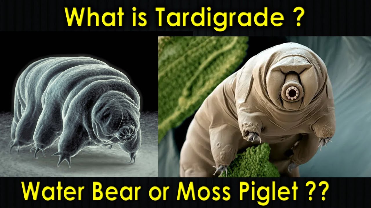 What is Tardigrade | Water Bear | Moss Piglet | Tardigrada | Purushotam ...