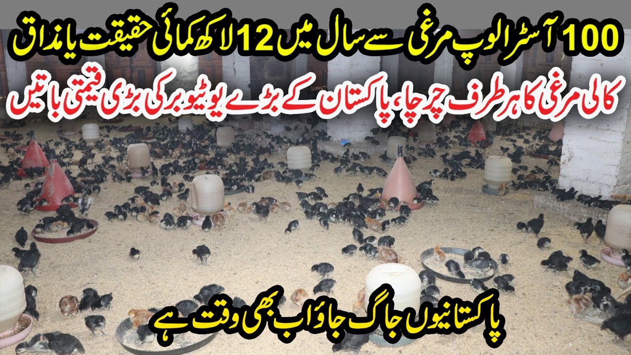 Biggest Australorp Farm in Sialkot | Earn 12 Lac From 100 Australorp ...
