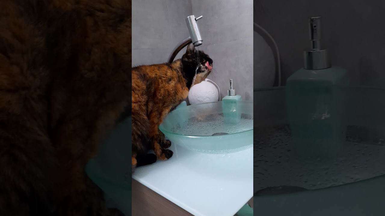 Gato bebendo agua direto da torneira - YouTube