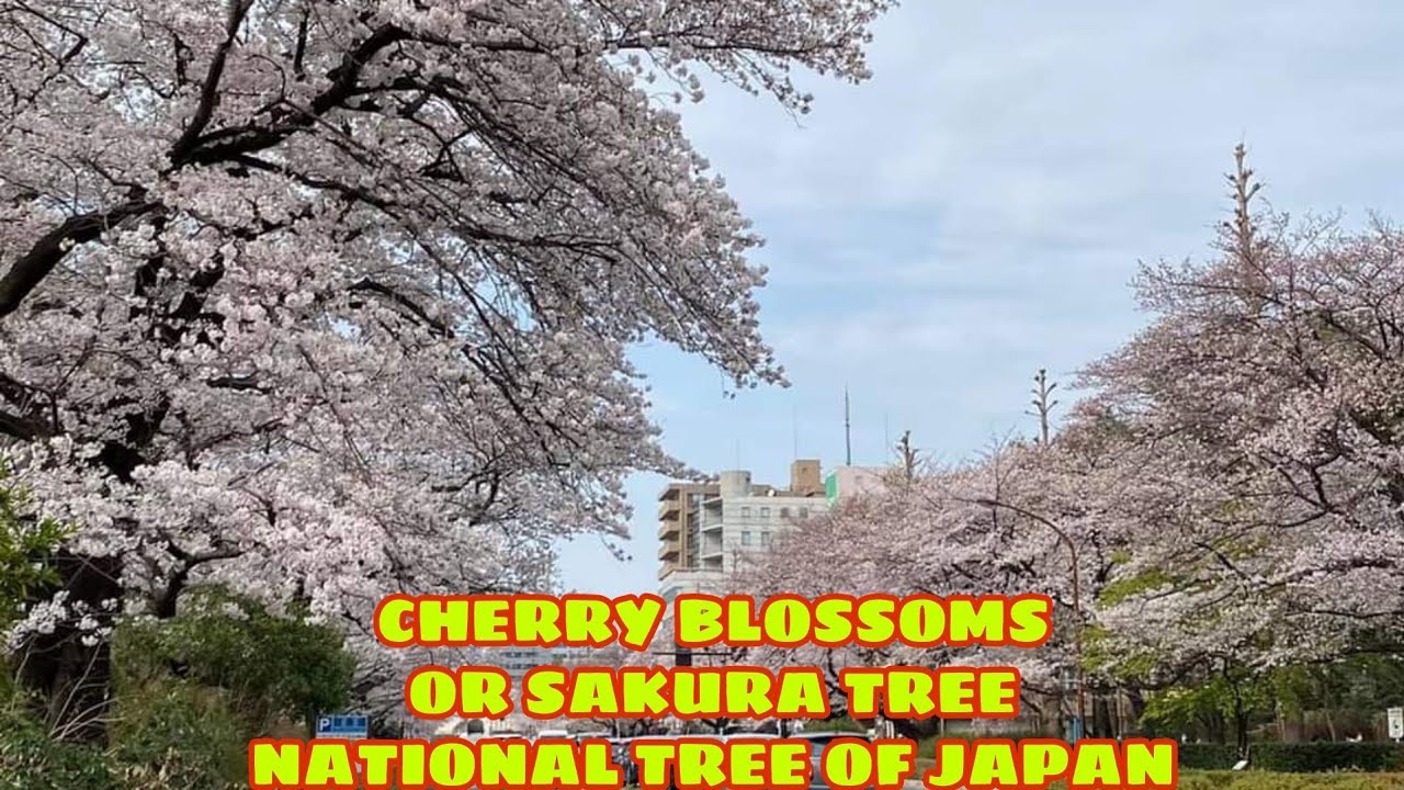 CHERRY BLOSSOMS OR SAKURA TREE NATIONAL TREE OF JAPAN. - YouTube