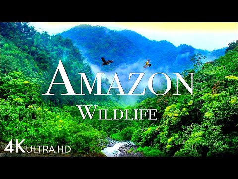 Amazon 4k Relaxation Film - Nature Sound of Amazon Rainforest and Meditation Relaxing Music #viral 🥀