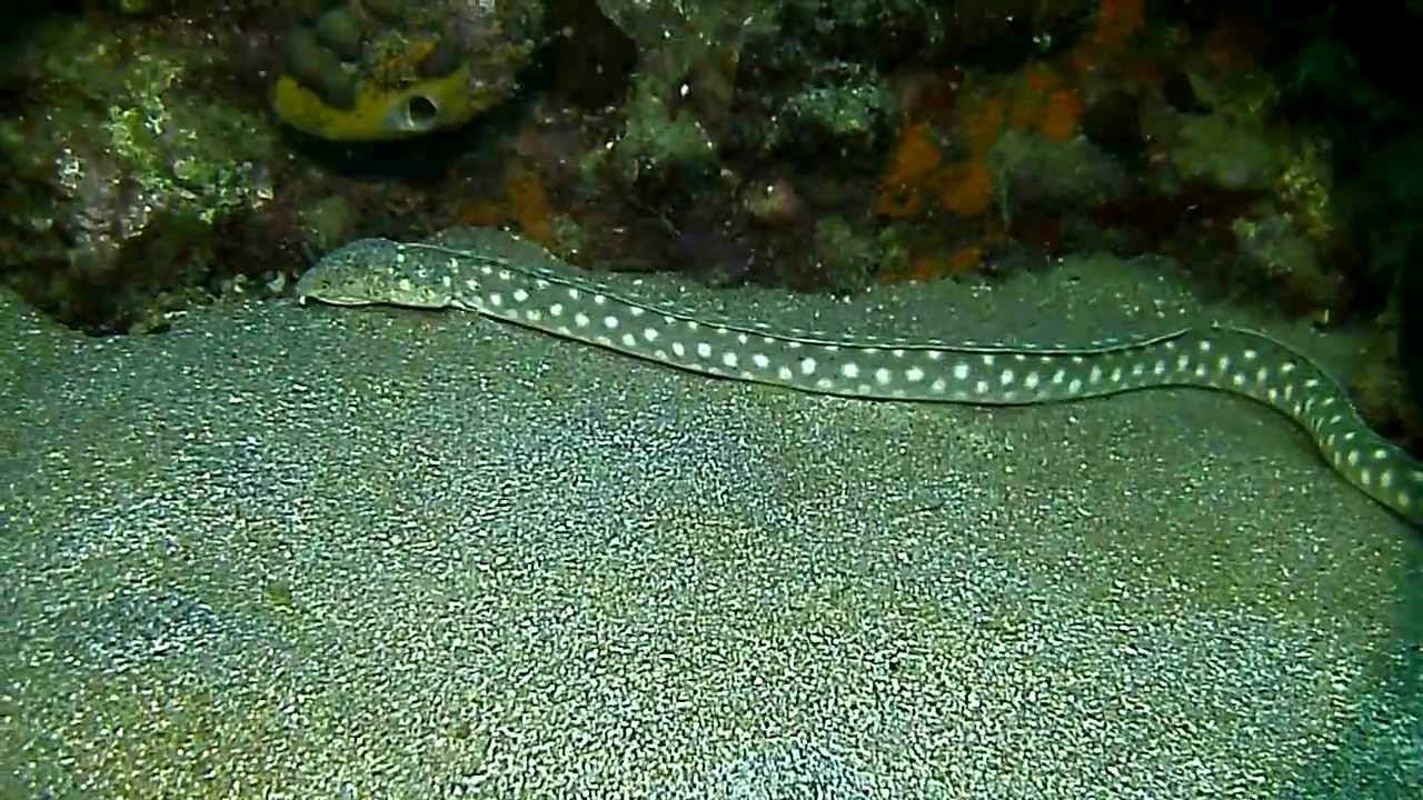 Snake Eel taken with the SeaLife DC1400 underwater camera - YouTube