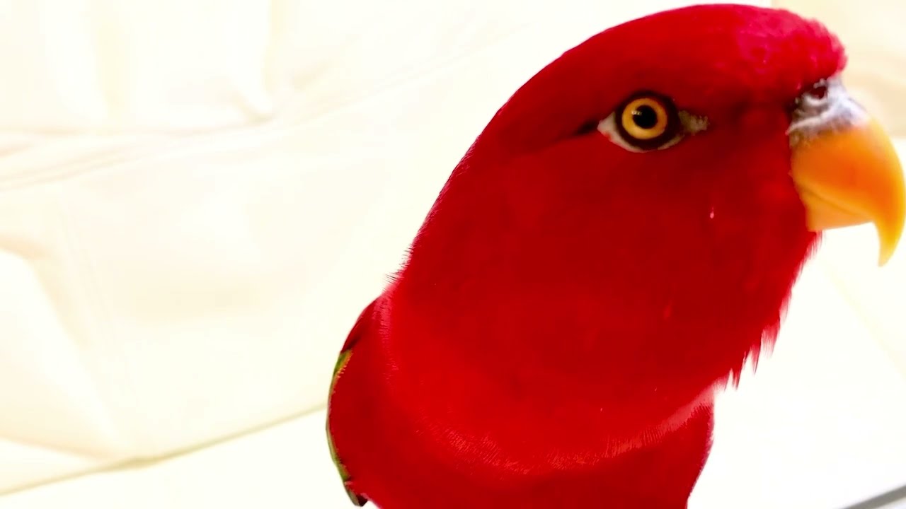 Today’s Red birb🍅wuewuewuewue! - YouTube