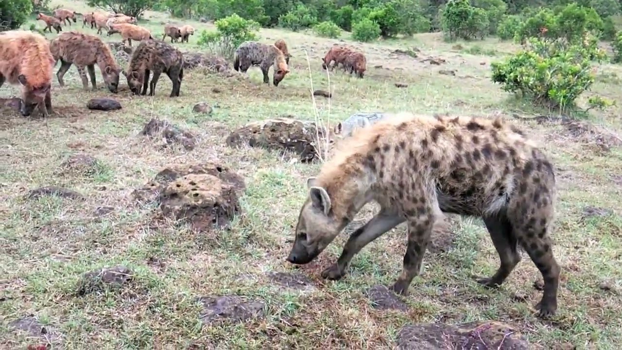 Hyena ripping off a warthog alive. #nationalgeographic #realwild # ...