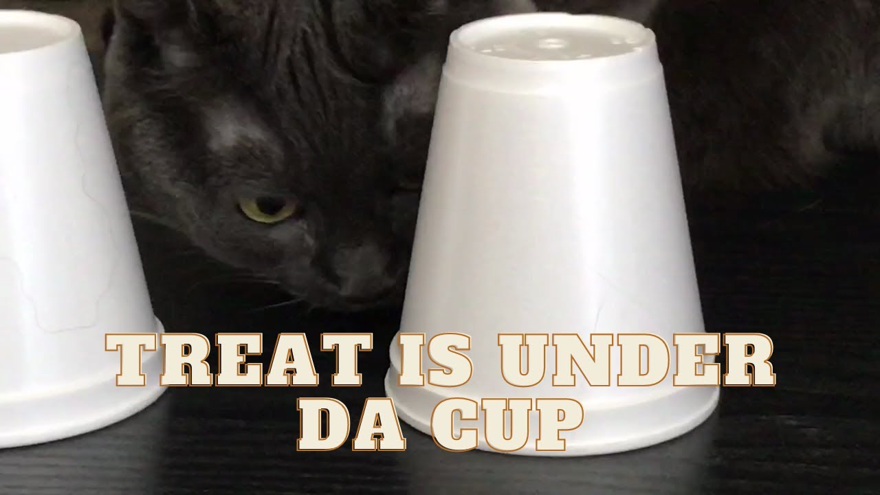 I hid snacks under cups. Can my cats and dog find them? | Cup Challenge ...