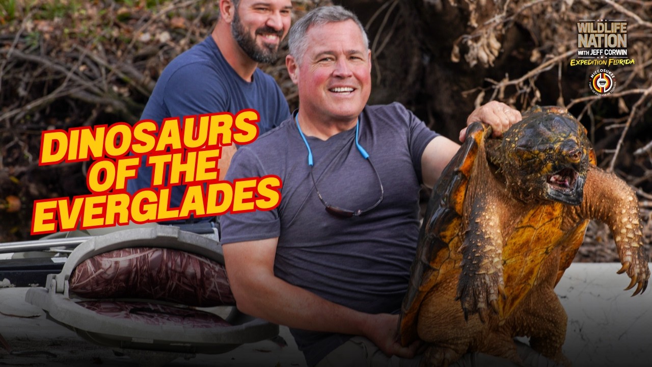 Everglades Dinosaurs: The Alligator Snapping Turtle - YouTube