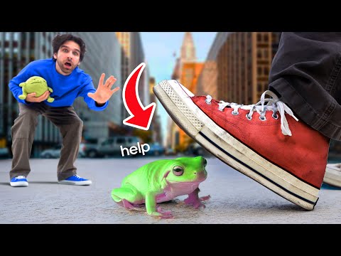 I LOST My Pet FROG in NEW YORK CITY... (IT WAS SAD)