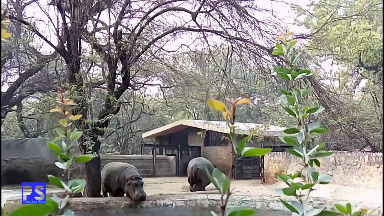 National Zoological Park Delhi [Delhi Zoo] India All Animals - YouTube