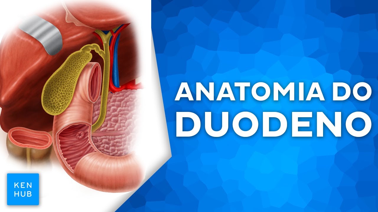 Duodeno - Anatomia e funções - YouTube