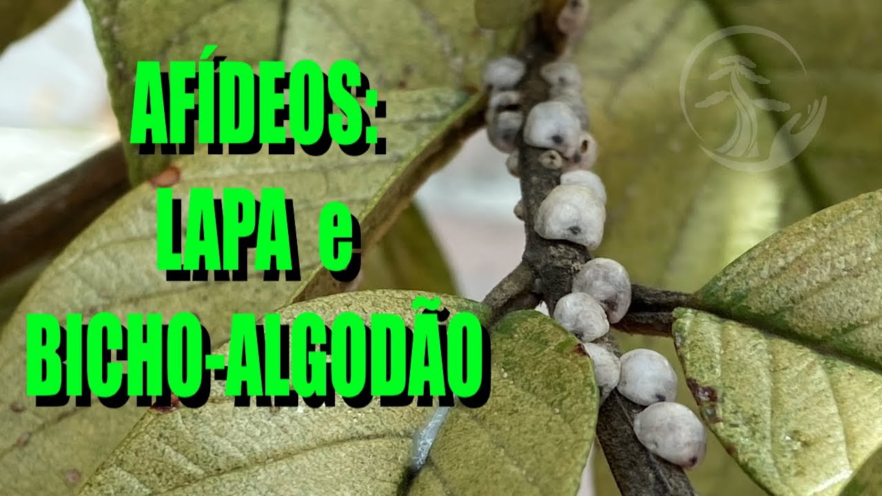 Lapa e Bicho de Algodão (Cochonilha) - YouTube