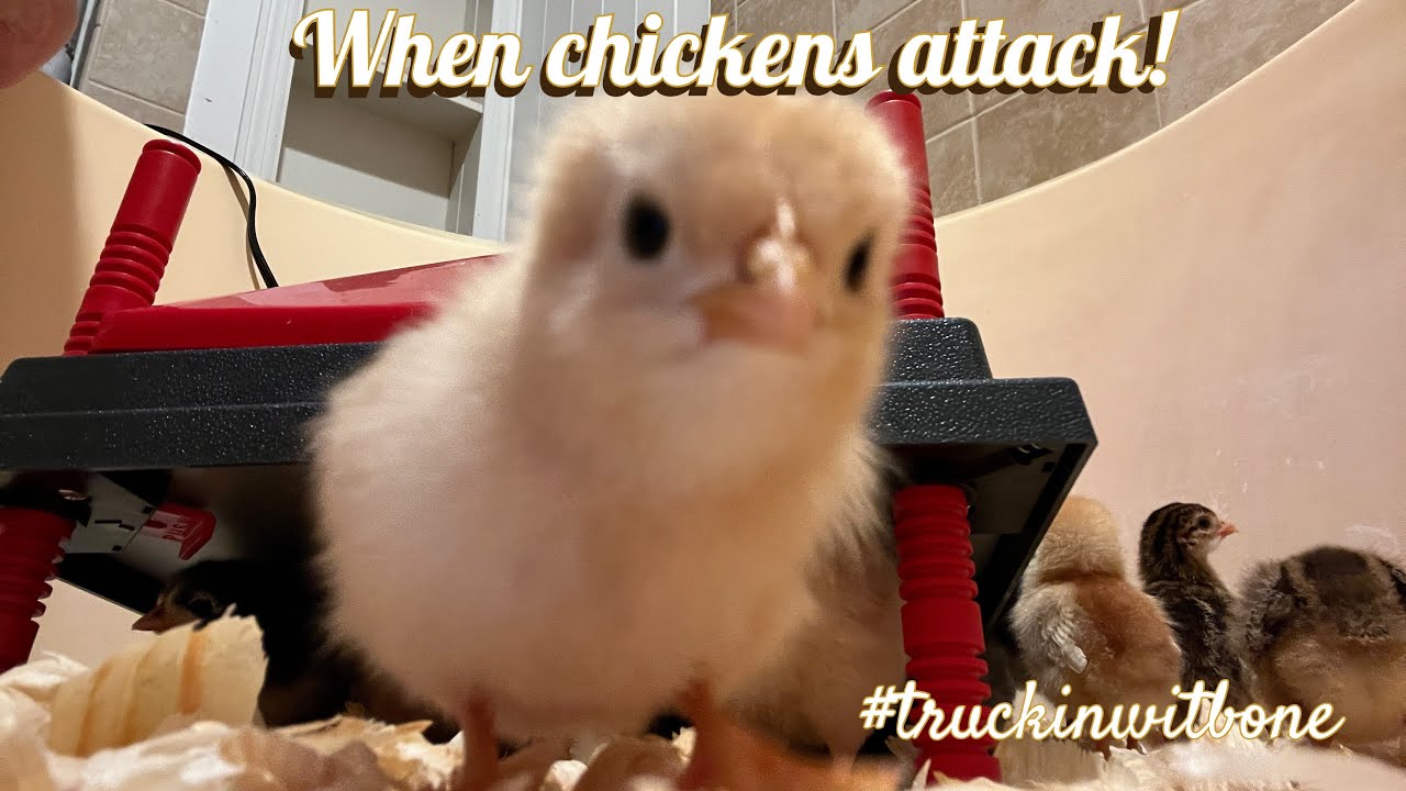 Chickens Attack! Witness the Chaos, But What Comes Next? - YouTube