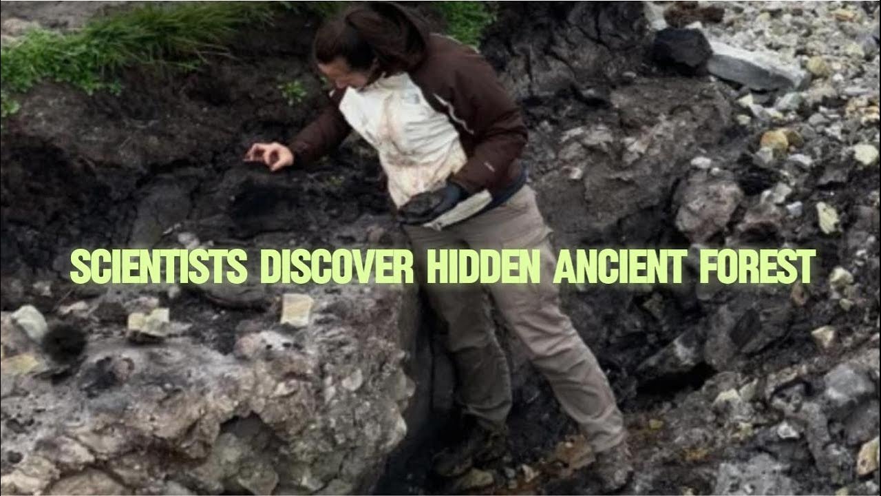 Scientists discover hidden ancient forest on treeless island - YouTube
