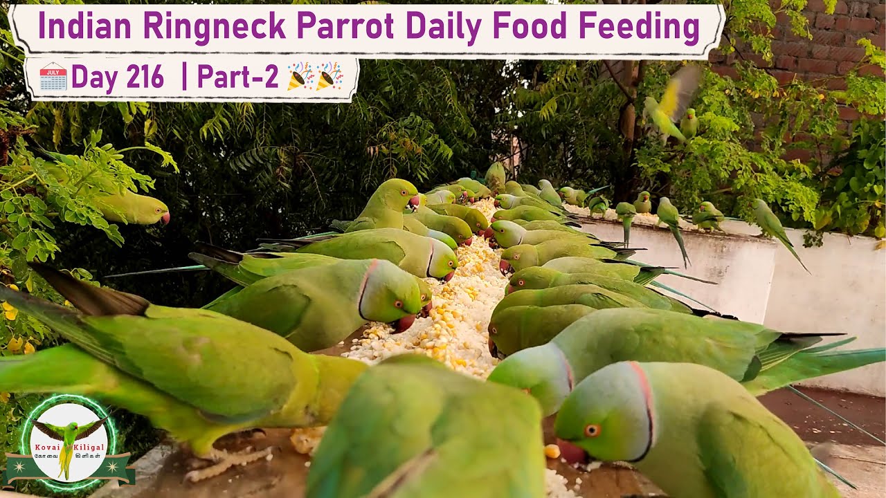 Indian Ringneck Parrot & Squirrel Cute Feeding Time | Soaked Rice ...
