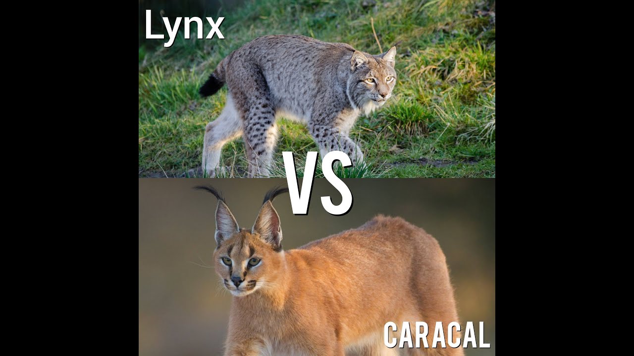 Lynx vs. Caracal: Spots and Speed: - YouTube