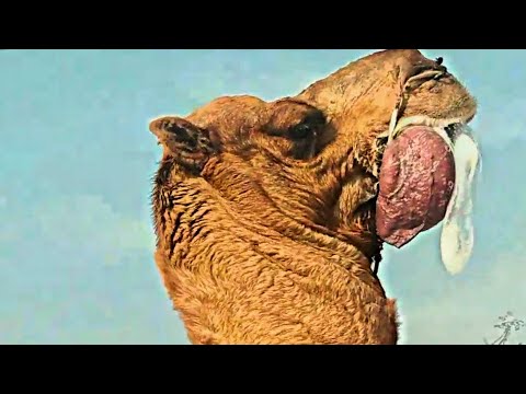 The Dromedary 🐪camels. #camel #camelot #tounge #tounges - YouTube