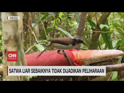 Satwa Liar Sebaiknya Tidak Dijadikan Peliharaan - YouTube