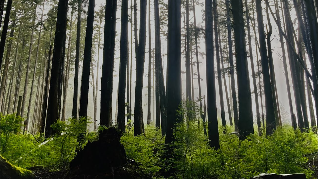 Sanctuary - Devils Lake Revival - YouTube