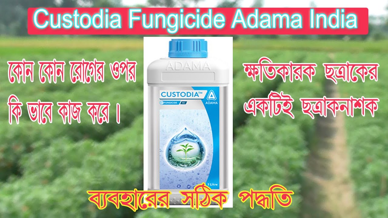 Castodia Fungicide। সকল প্রকার ফসলের ক্ষতিকারক ছত্রাকের একটি ছত্রাকনাশক ...