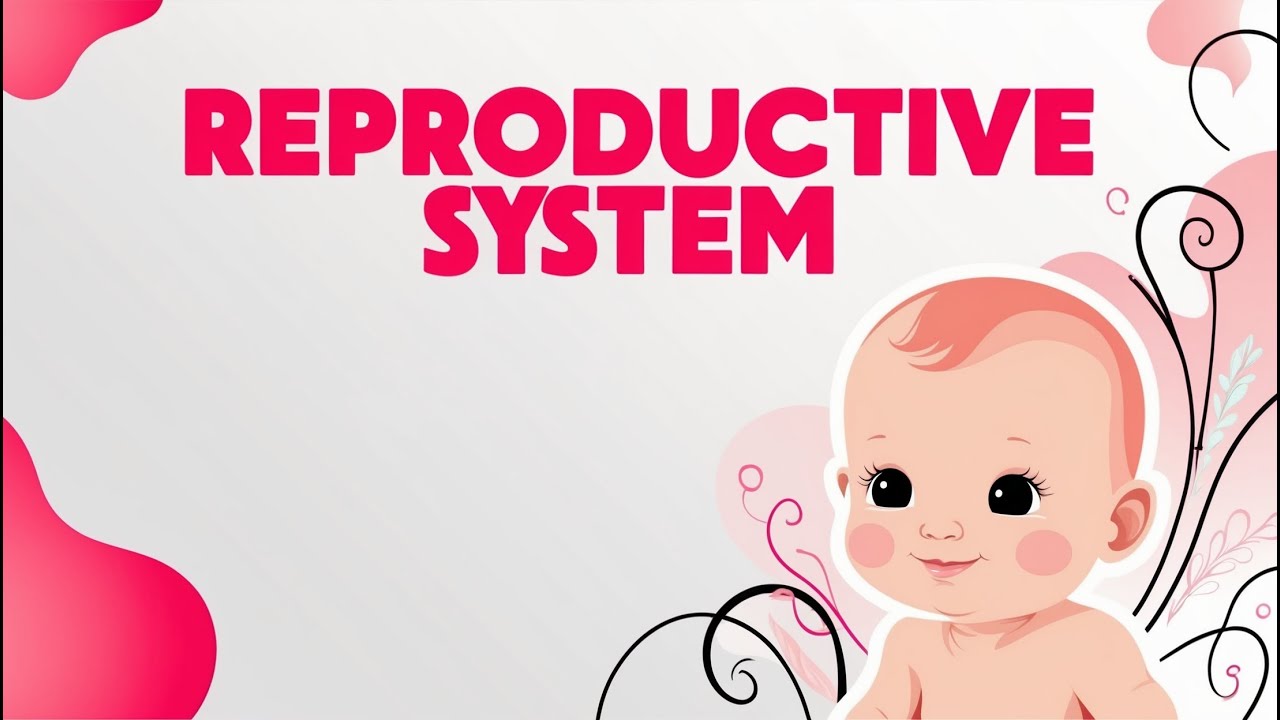 Reproductive System: How New Life Begins - YouTube