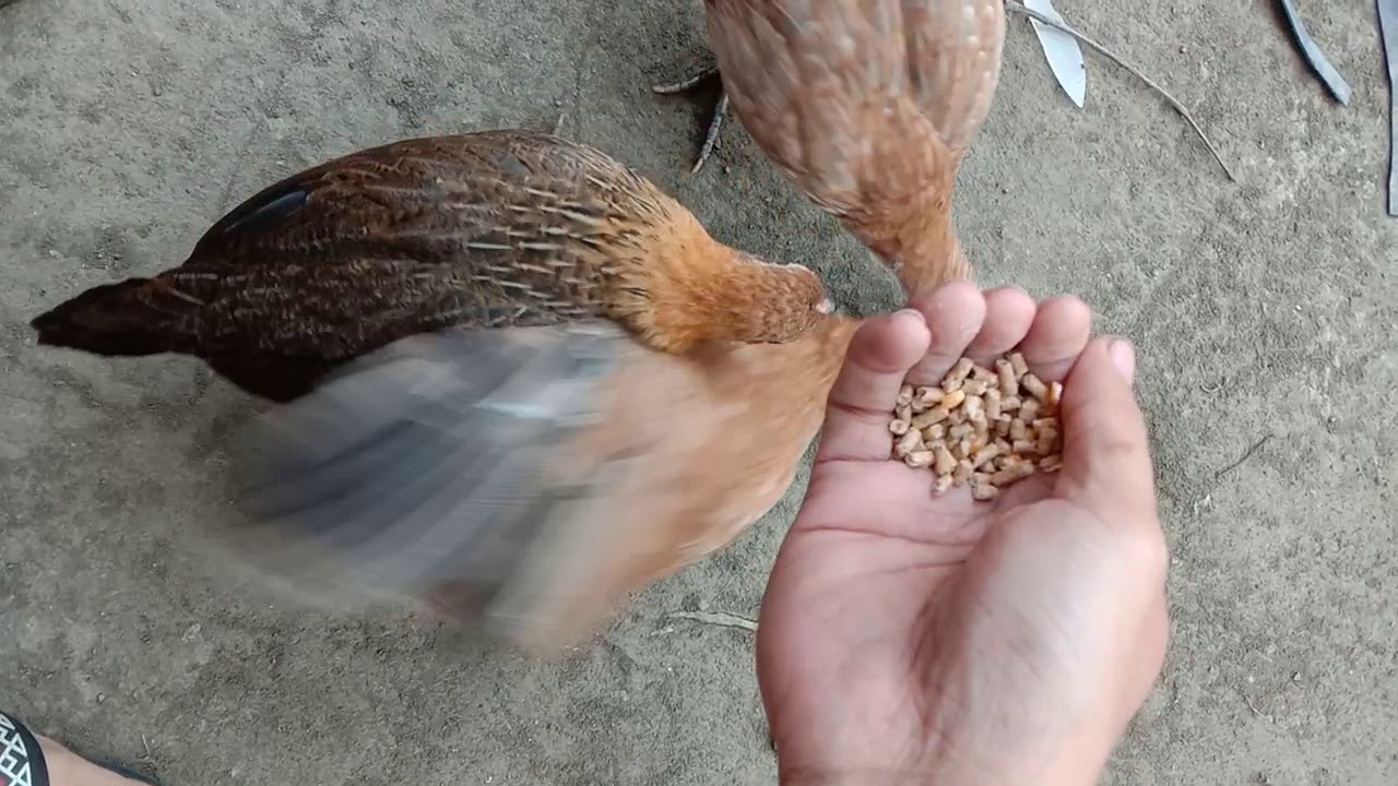 Patuka Pagkain Ng Manok - Brazil Network Patuka Pagkain Ng Manok - Brazil Network