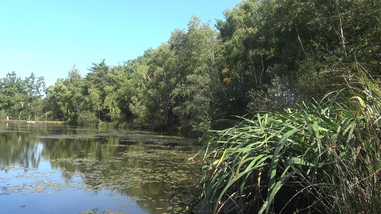 Yateley Common Country Park - YouTube