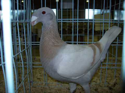 The German Beauty Homer Pigeon - YouTube