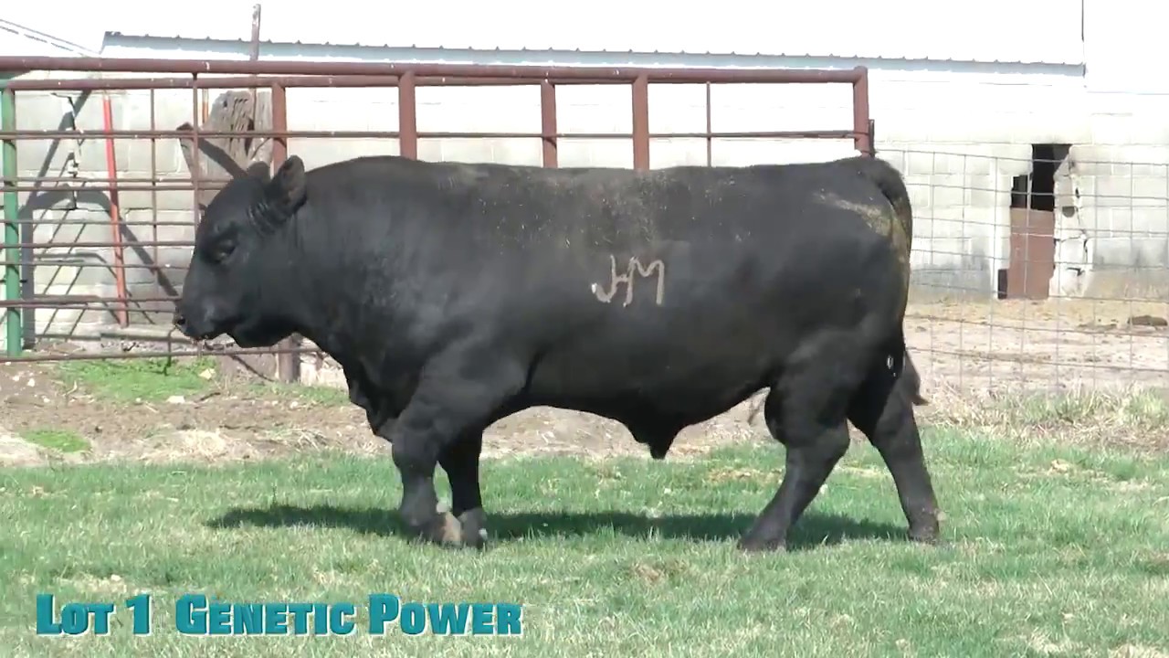 Lot 1 Genetic Power - YouTube
