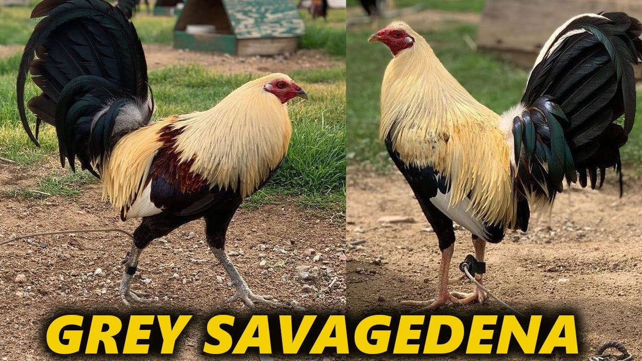 California Beautiful Grey Penny Hatch Sweater Asil Savagedena Farm ...