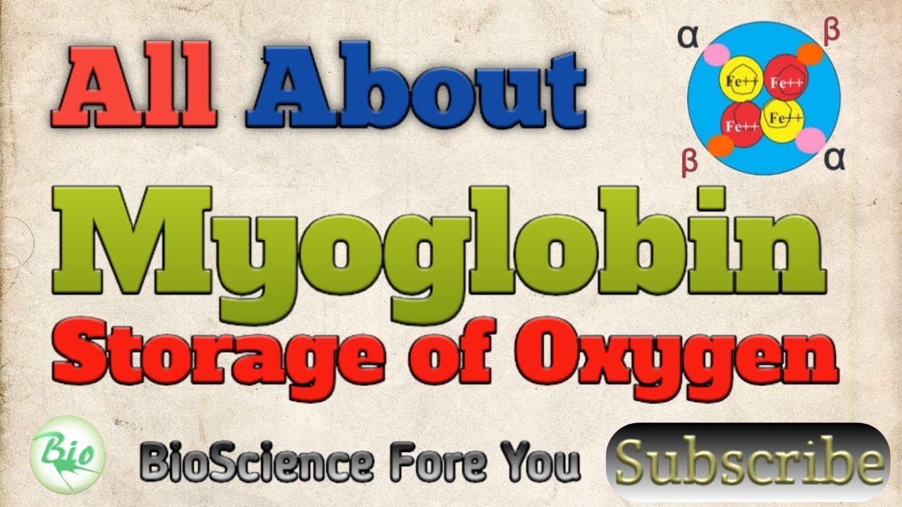 All About Myoglobin ( Storage of Oxygen) - YouTube