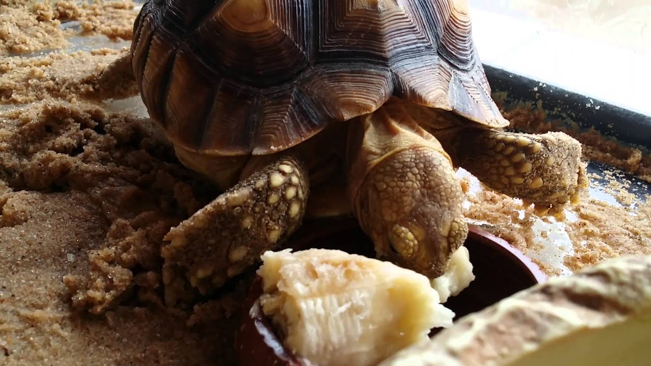 Tabitha Tortoise,Exotic Animal Exhibitions°2015 - YouTube