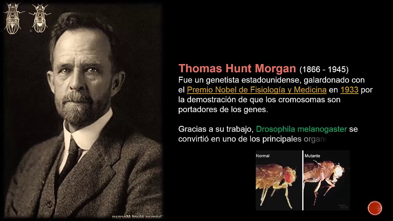 Teoría Cromosómica de la Herencia - datos principales - YouTube