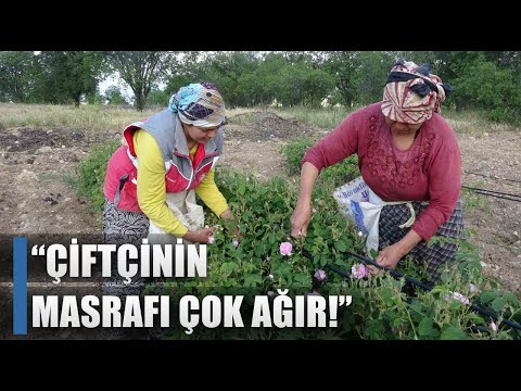 Çiftçinin Masrafı Çok Ağır! Gül Sezonu Erken Başladı! / AGRO TV HABER