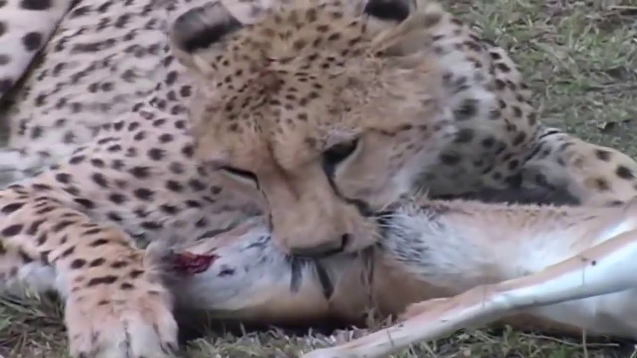 Naturaleza Salvaje: El Chita es el Animal Terrestre más Rápido que ...