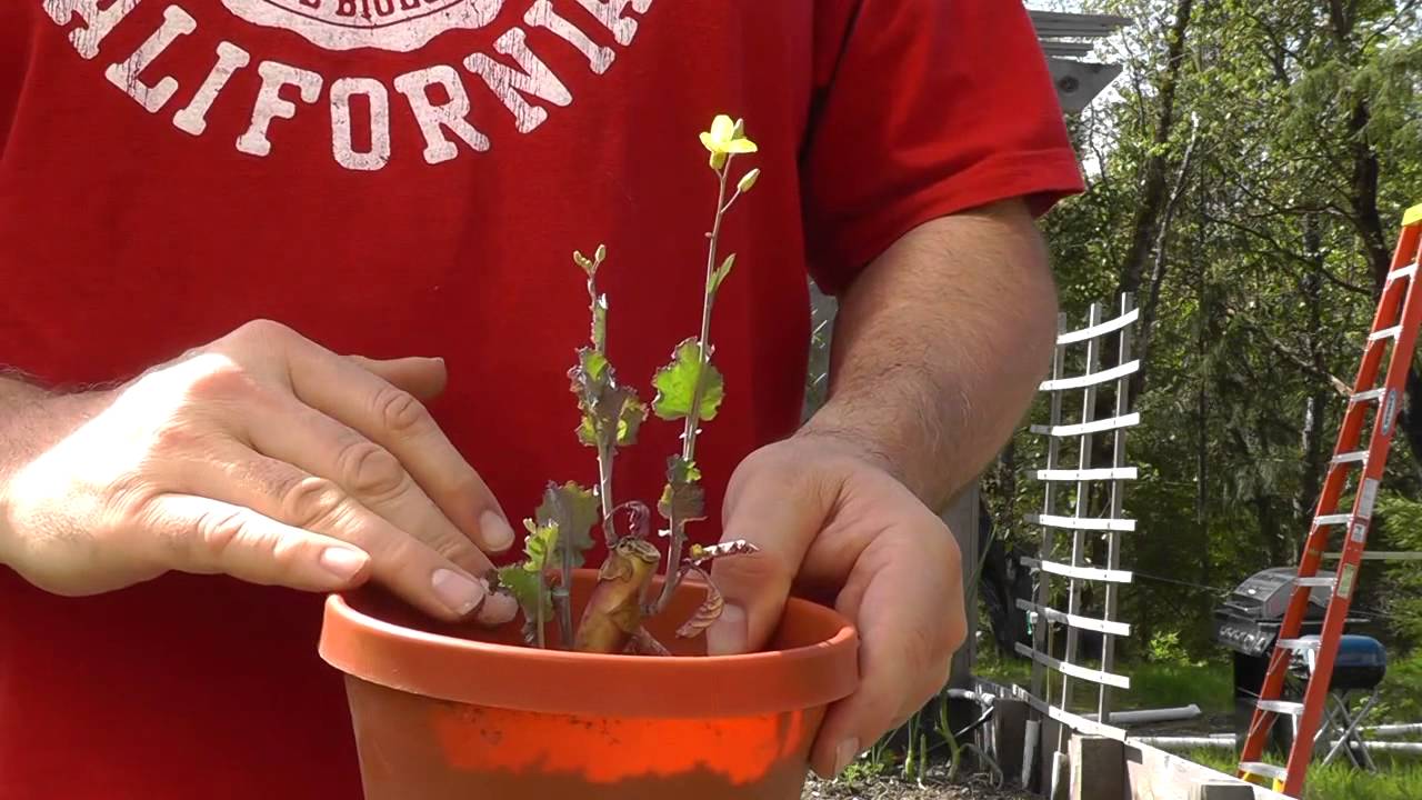 Growing Purple Tree Collard From Cutting - YouTube
