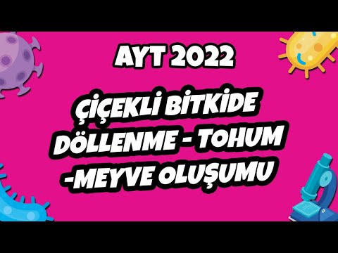 AYT Biyoloji - Çiçekli Bitkilerde Döllenme - Tohum ve Meyve Oluşumu  | AYT Biyoloji 2022 #hedefekoş