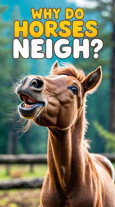 Why Do Horses Neigh? What Your Horse is Saying! - YouTube