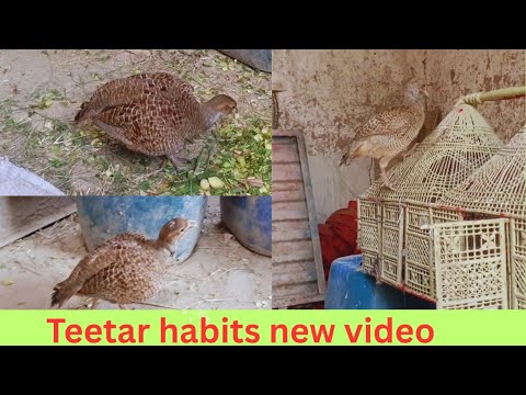 What Makes TEETAR Birds So AMAZING? - YouTube