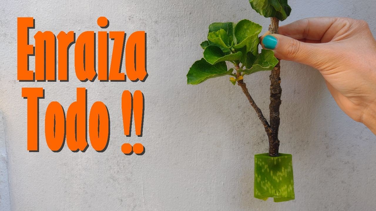 TRUCO para Enraizar todo tipo de PLANTAS Rápido y Fácil - YouTube