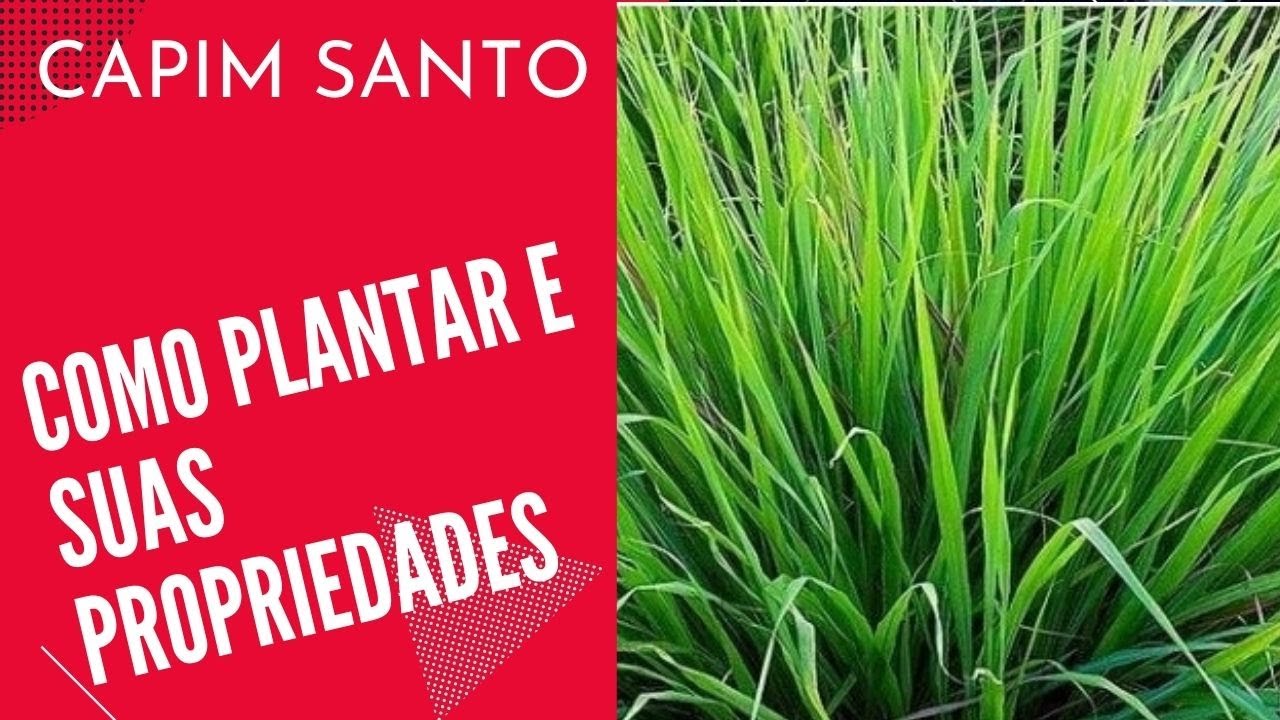 CAPIM SANTO COMO PLANTAR E SUAS PROPRIEDADES - YouTube