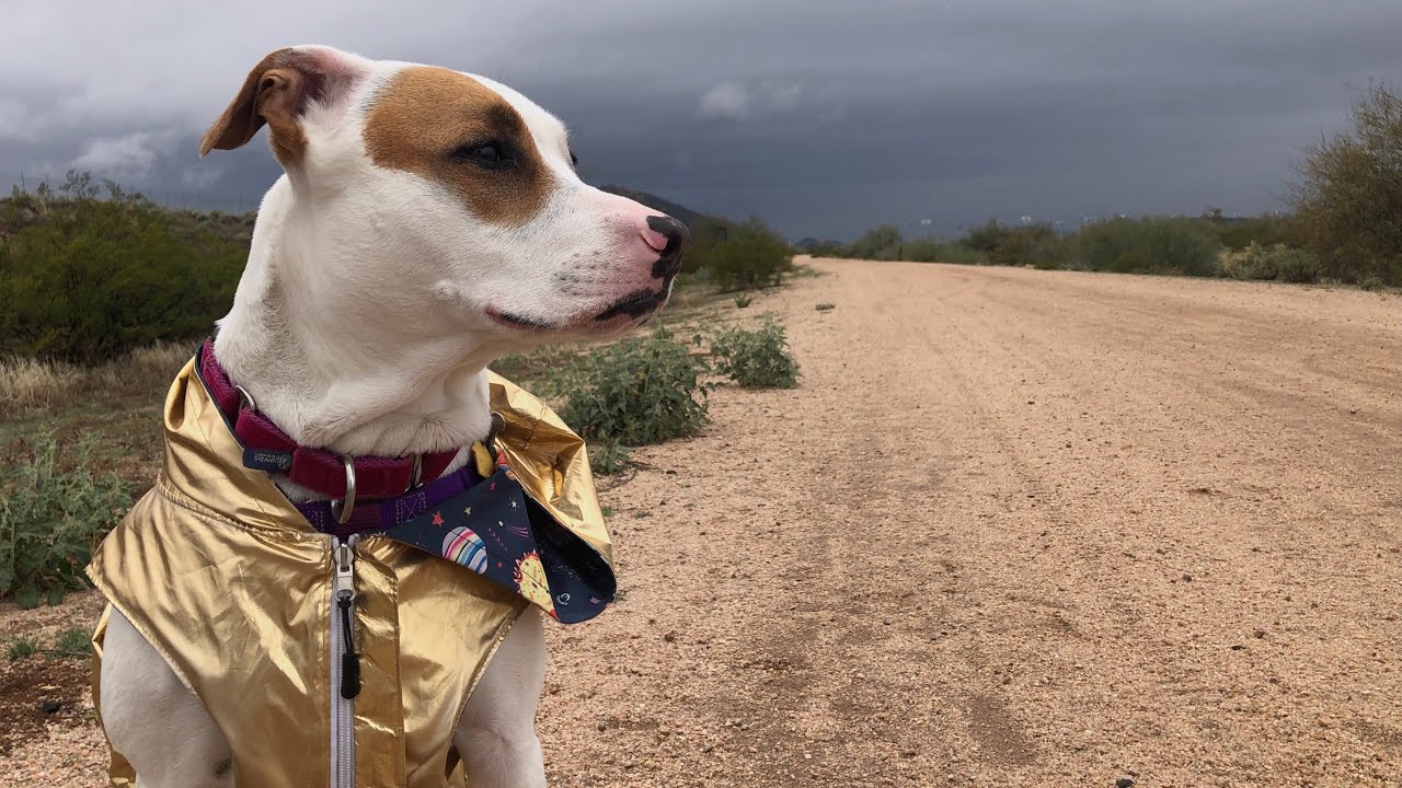 Our Pittie Mix. Sadie is also part Bulldog and Boxer. - YouTube