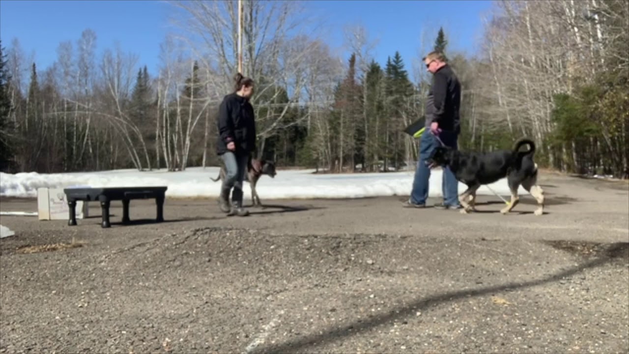 Canine Good Neighbour (CKC) Prep Video - YouTube