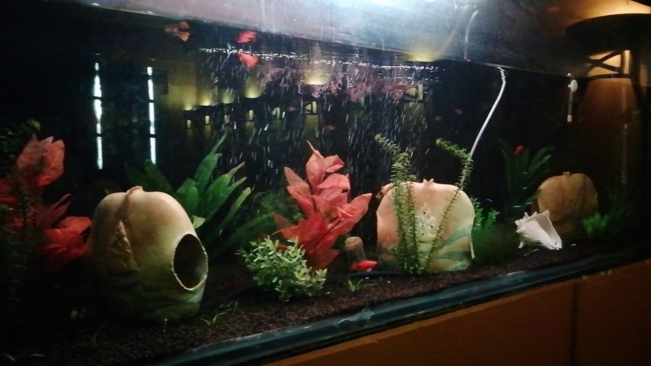 Pesera ermosa - YouTube