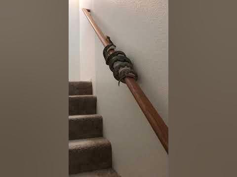 How to Climb Stairs When You're a Python - YouTube