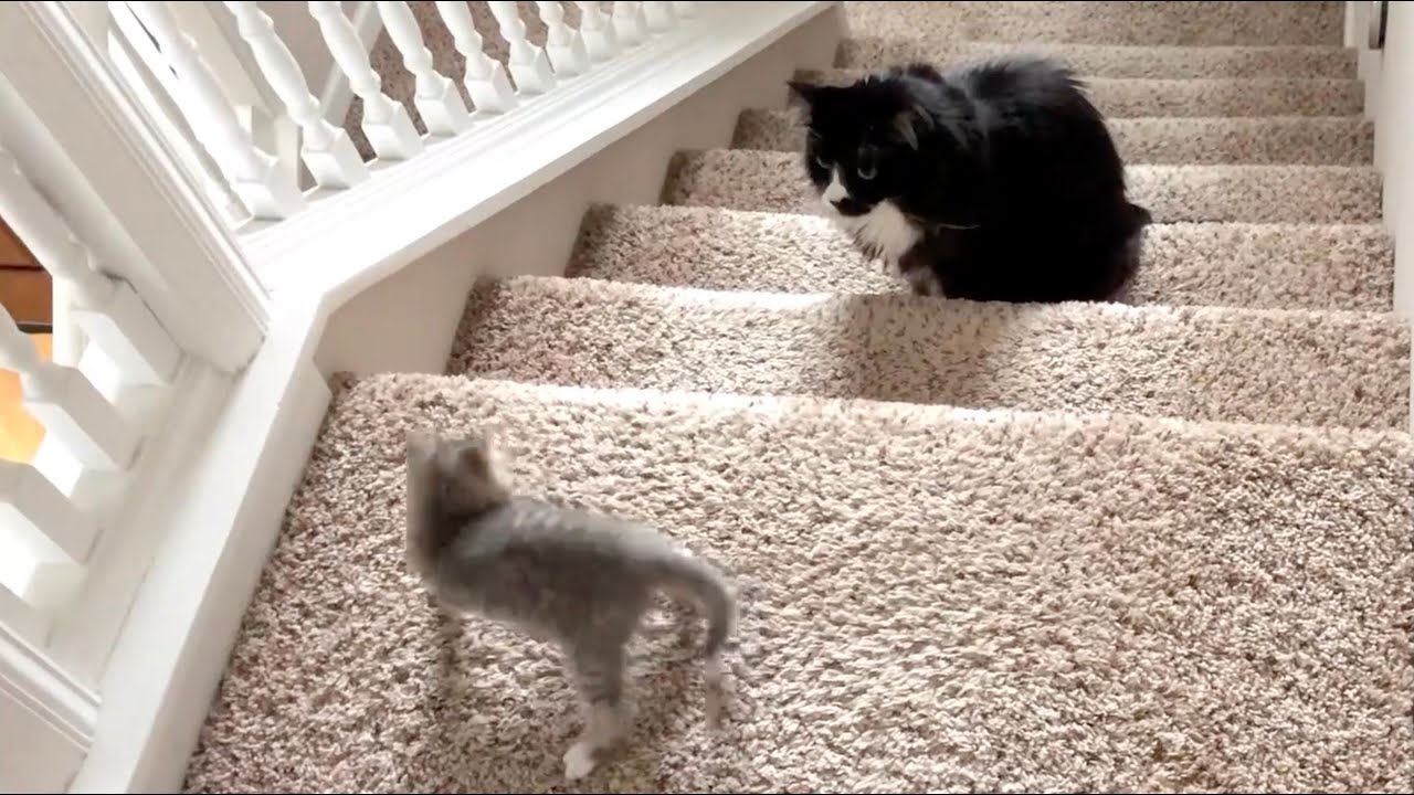 Cat Meets Kitten for the First Time part 1 - YouTube