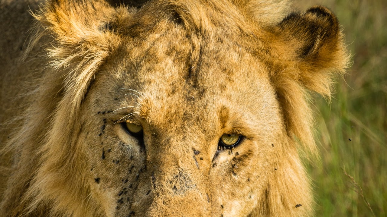 The Nature Of BBC Earth Live Stream - YouTube