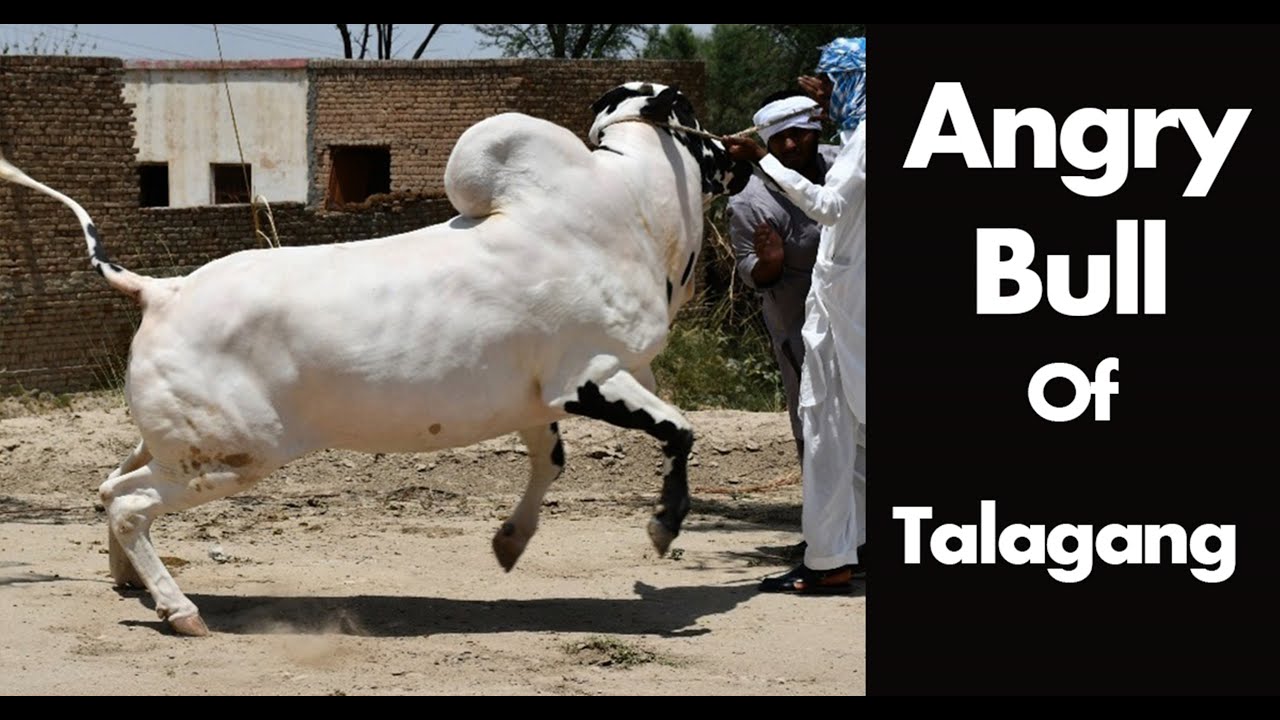 Angry Dhanni Bull Of Talagang || Dandan Nay Shokeen || - YouTube