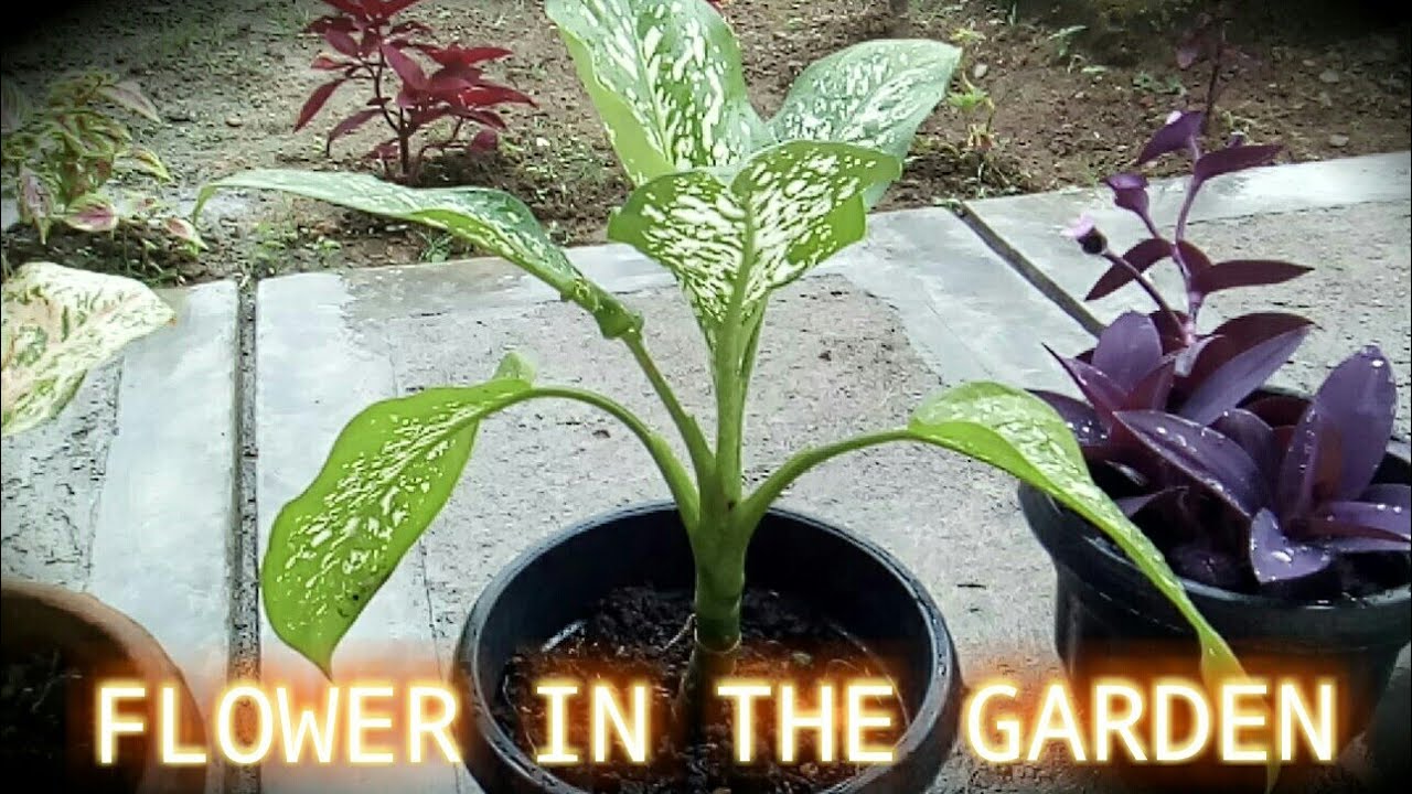 BUNGA DALAM POT SEDERHANA - YouTube