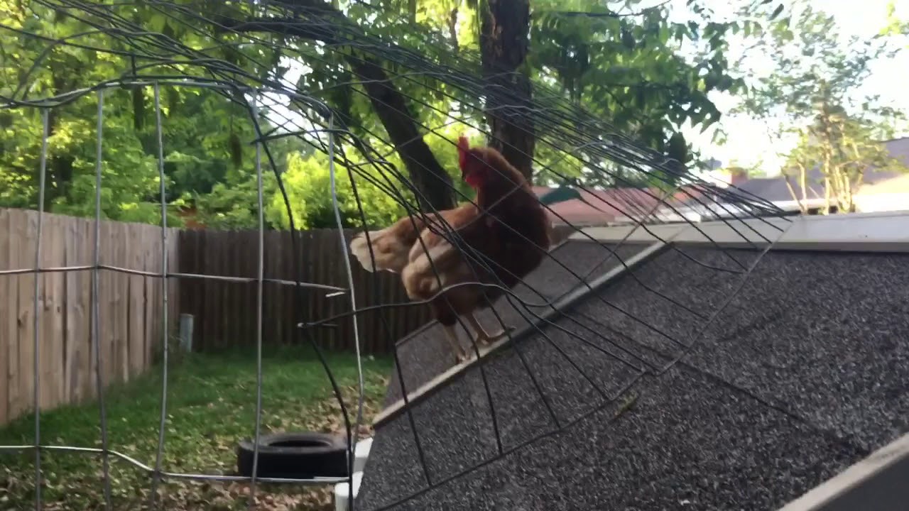 Lock Em Up - Tips and Tricks for Backyard Chickens - YouTube