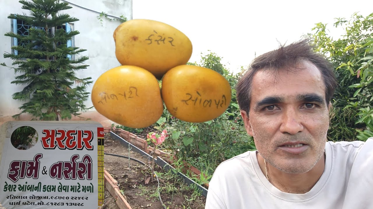 kesar Keri farm#kesar Keri farm& nursery#કેસર કેરી ફાર્મ& નર્સરી - YouTube